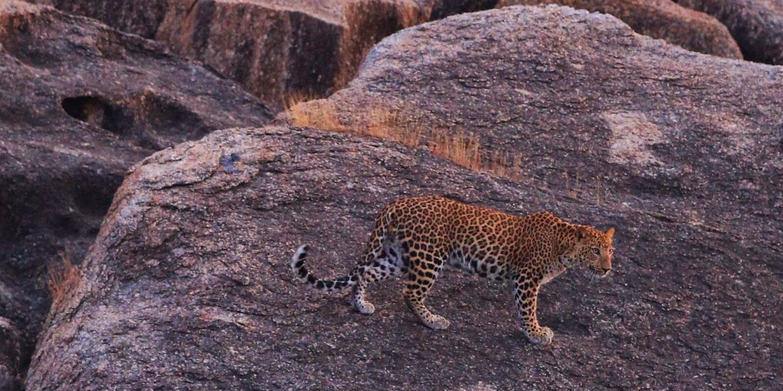 Leopard Safari in Bera, Jawai Bandh is one of the wildlife on an ...